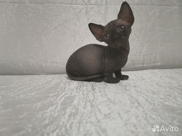 Малыш бамбино