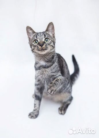 Молодая красоточка Аля в дар