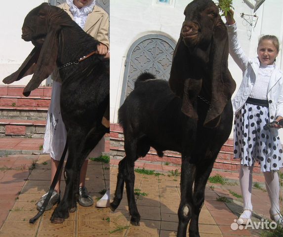 Камори, нубийские