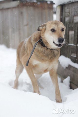 Красотка бежевого окраса