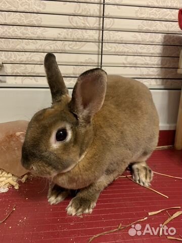 Карликовый кролик рекс