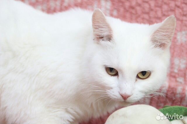 Котик Беляш