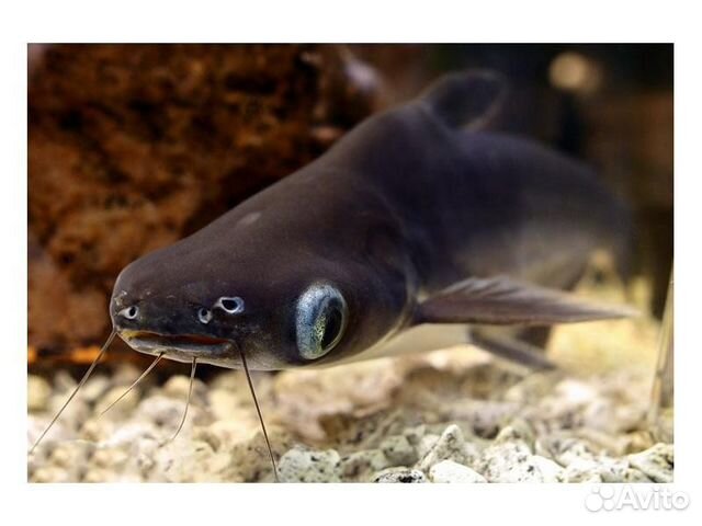 Акулийсом(Пангасиус)