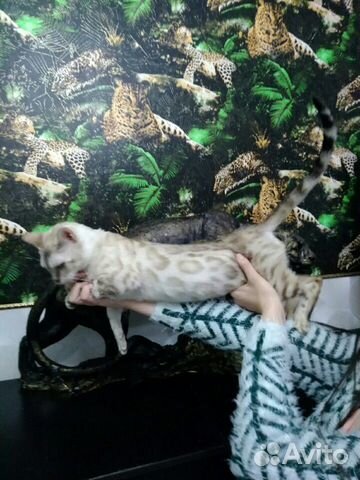 Снежная бенгальская кошка Линкс