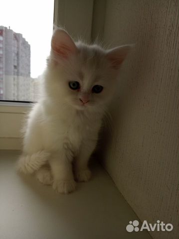 Отдадим в хорошие руки кошечку полубританку