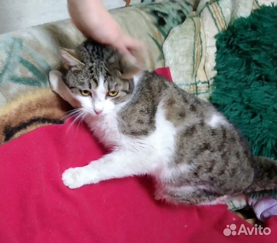 Необыкновенно ласковый молодой кот