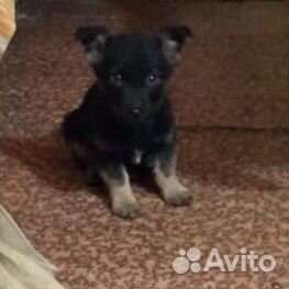 Комнатные собачки