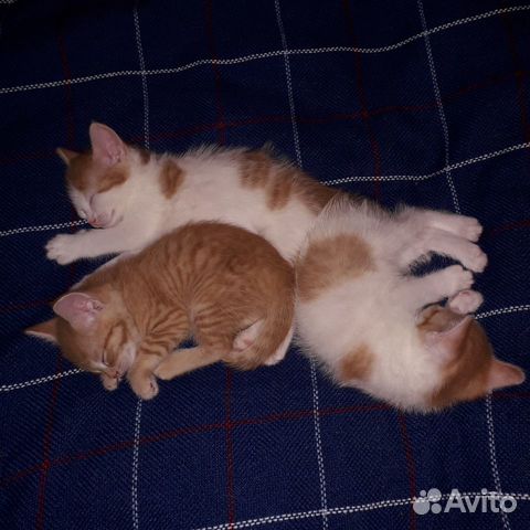 Котята-мелкотята