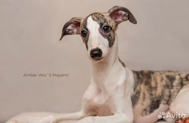 Щенки Уиппета 2 девочки