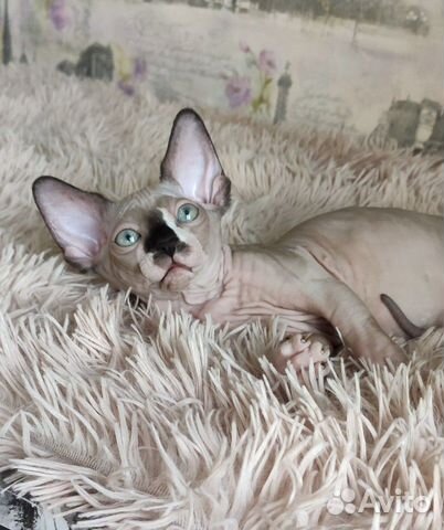 Девочка-красавица по весенней цене