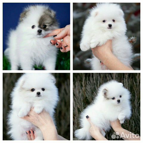 Померанские шпицы