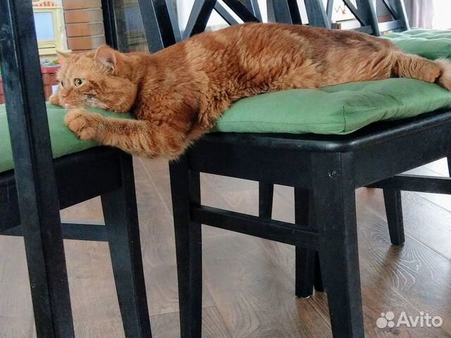 Кот Шотландец Гарфилд