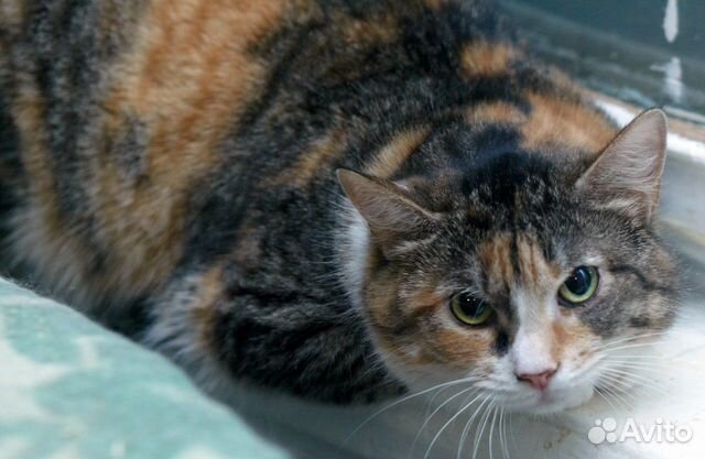 Кошка Груша