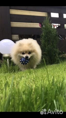 Отдадим собаку (шпица) в хорошие руки