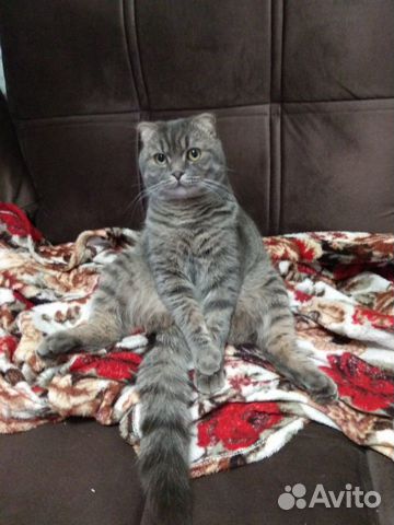 Вязка,кот ждёт свою кошечку
