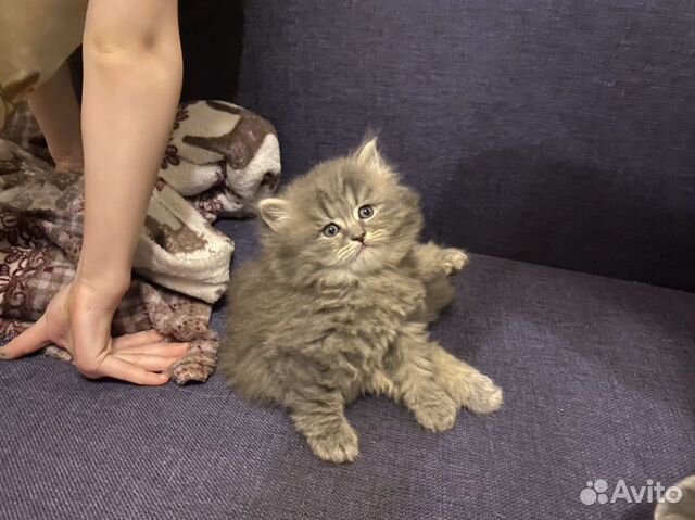 Котятки ищут семью