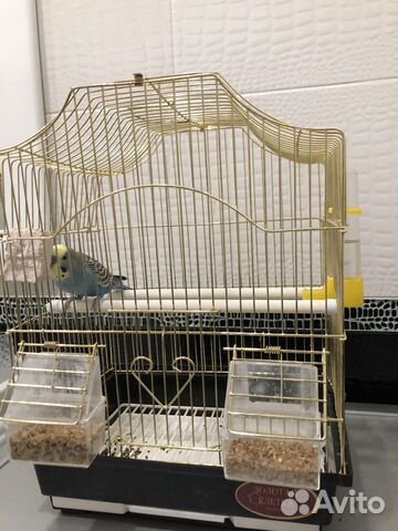 Отдам в добрые руки