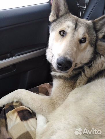 Красивый пёс ищет дом