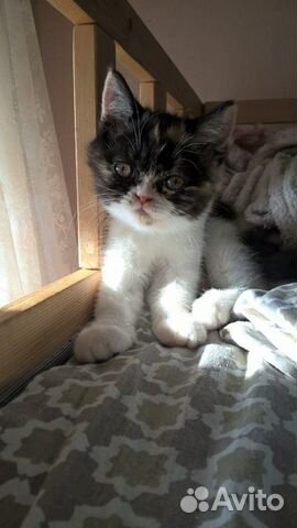 Чудесные котята