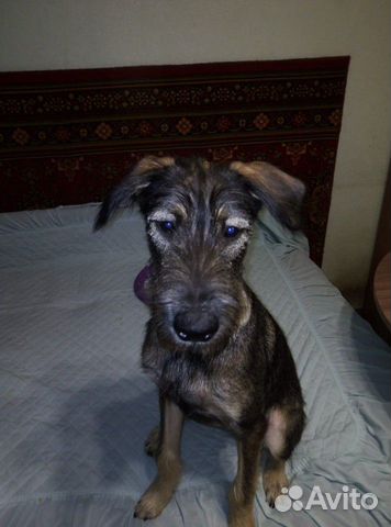 Метис ризеншнауцера