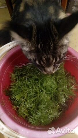 Роголистник