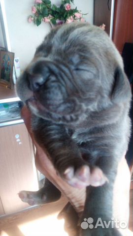 Мощь грация красота Резерв щенков редких окрасов