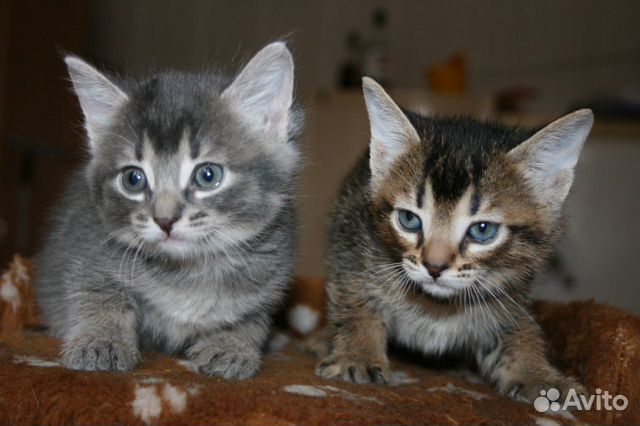 Продам абиссинских котят