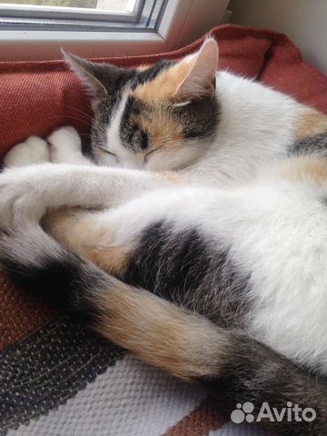 Ласковая кошечка в добрые руки