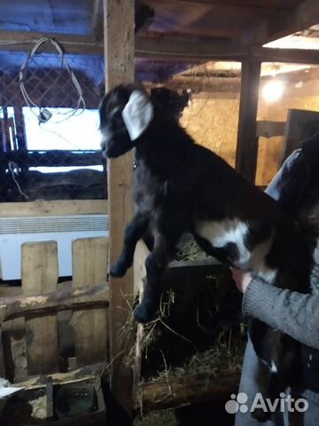 Маленькая козочка