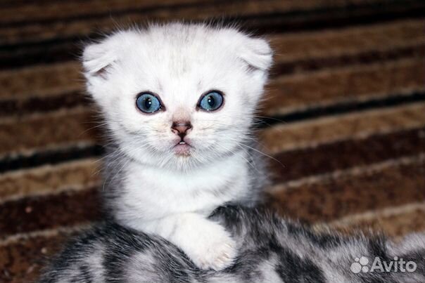 Шотландские котята