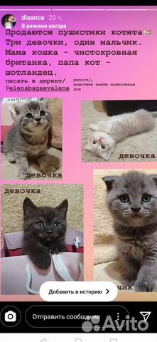 Британские котята