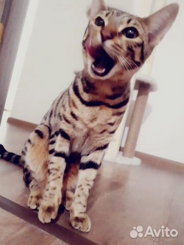 Бенгалочка