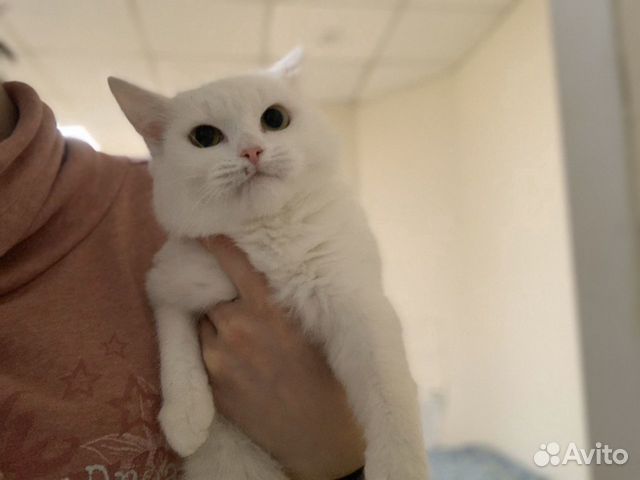 Мила - снежный комочек