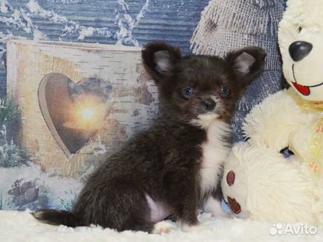 Девчуля редкого окраса