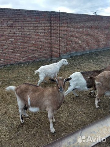 Козы разных пород