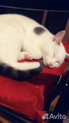 Кошечка Сноу-Шу