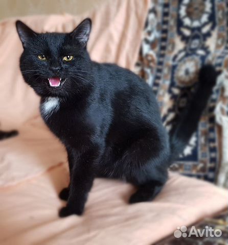 Кот Муслим