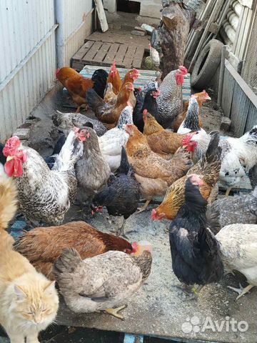 Куры и цыплята деревенские