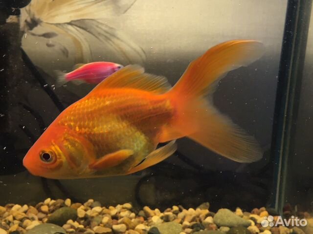Золотая рыбка