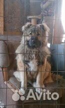 Кавказская овчарка