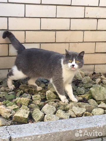 Котик крысолов