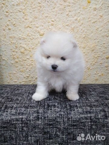 Разноцветные малыши шпица