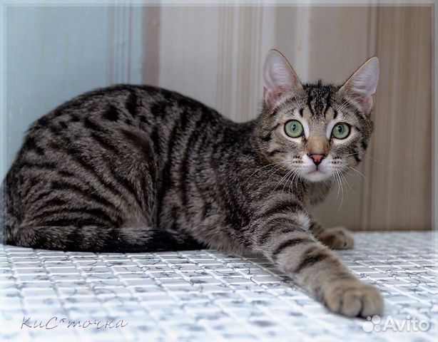 Чудесный Котенок (мальчик, 4 мес) ищет дом