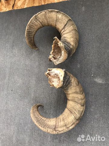 Рога чукотского барана