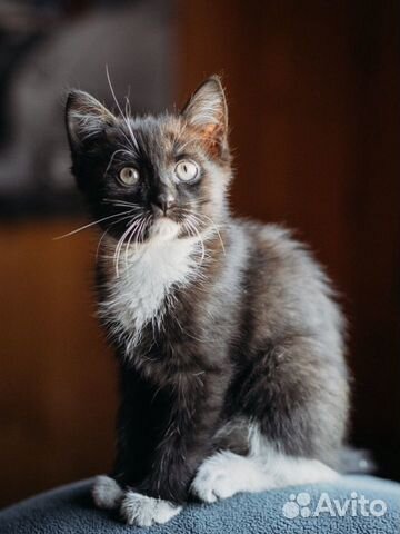 Котёнок Баста