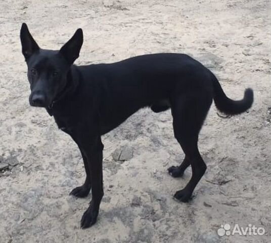 Черный Джек