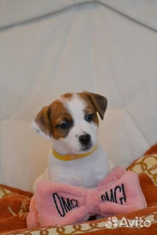 Невероятная девочка джек Рассел терьер