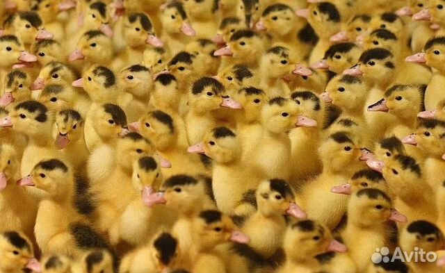 Утята Муларды Франция