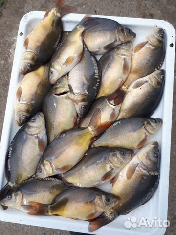 Рыба рыбапосадочный материал (малек ) карпа