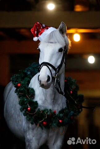 Лошадь в детский спорт